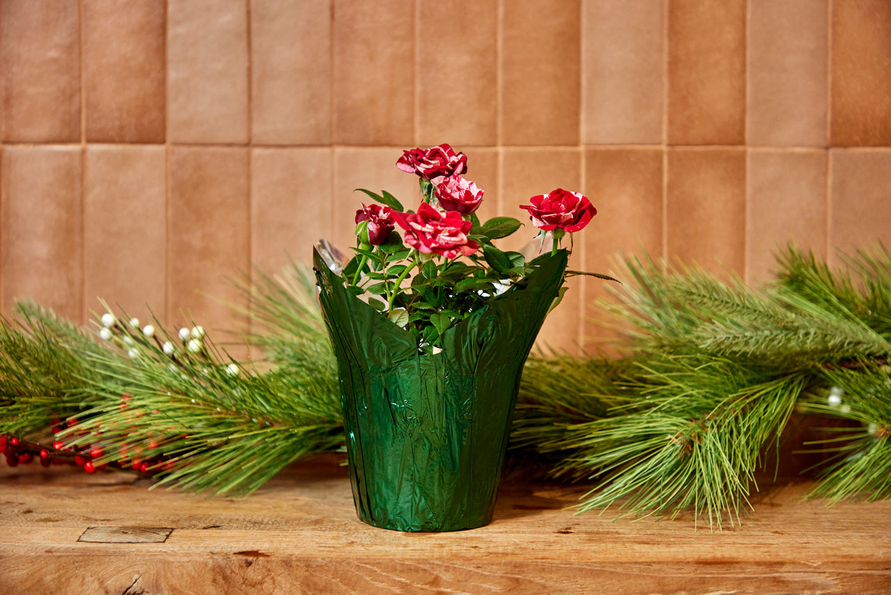 Best Pot Covers for Plants: Stylish & Functional Options – The Florist ...