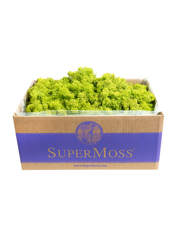 Super Moss Reindeer Moss (3 lbs / 1,565 cu in Bulk Box) – The Florist ...